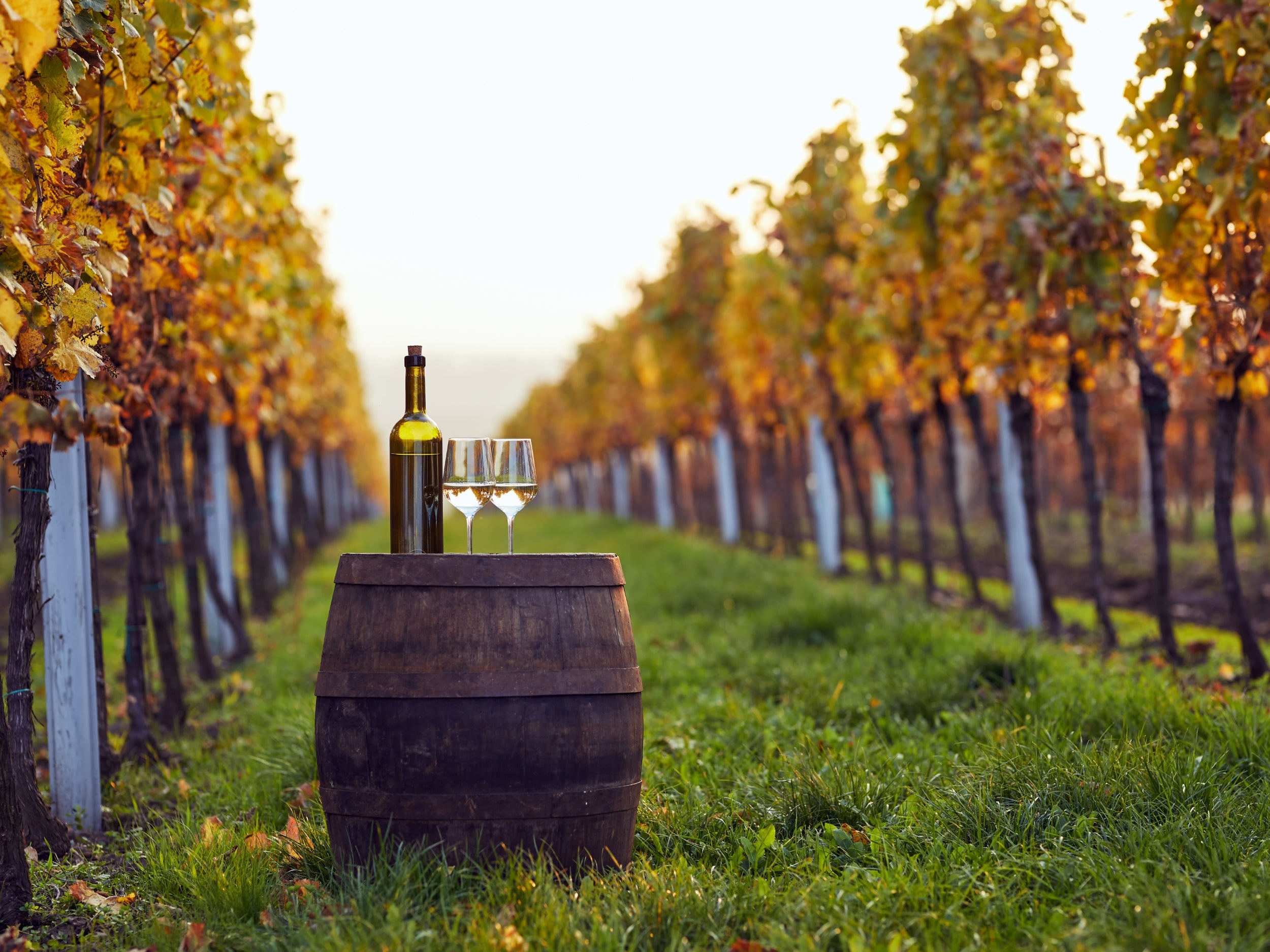 Top Picks for Fall Wines & Cocktails - Canadian Liquor Store