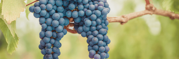 Pinot Noir - Canadian Liquor Store - Wine & Spirits