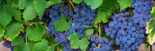 Shiraz/Syrah - Canadian Liquor Store - Fine Wine & Spirits